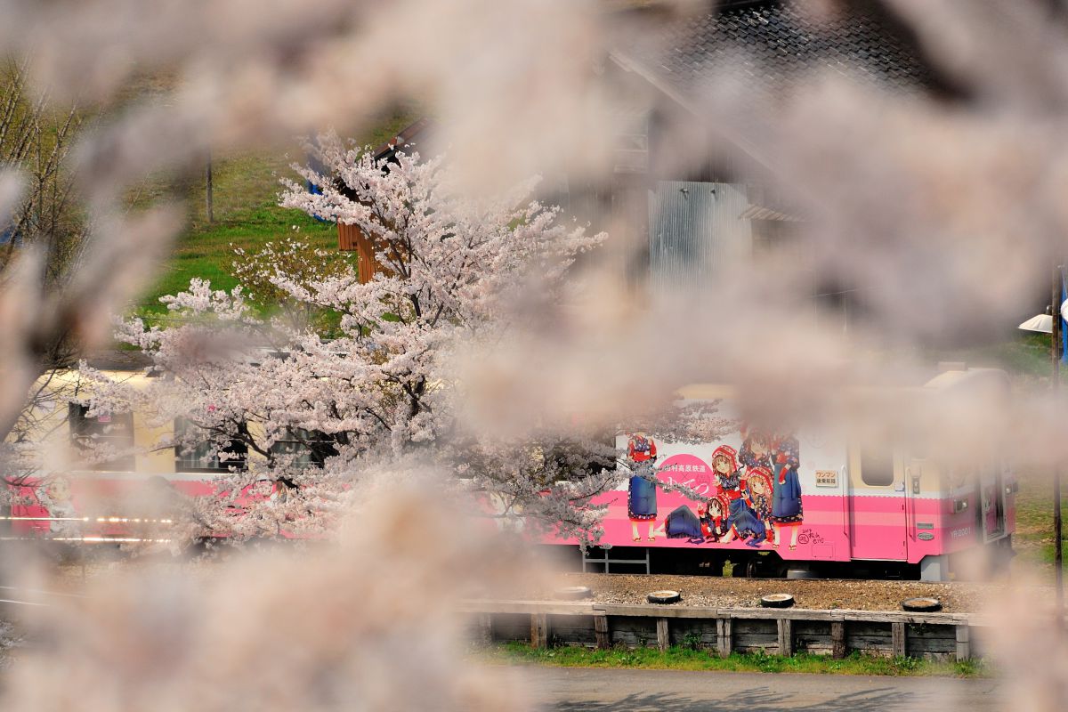 sakura色に包まれて | GANREF