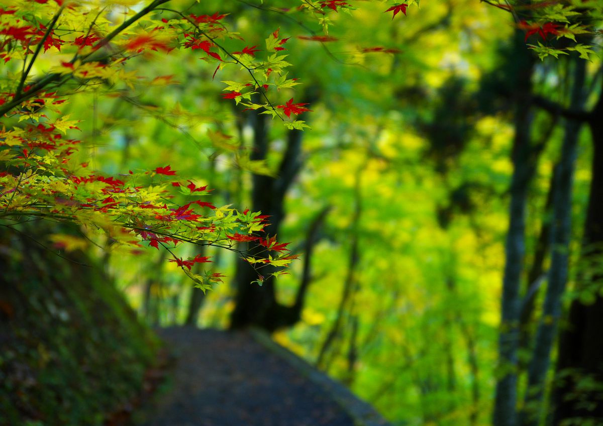 森のもみじ | GANREF