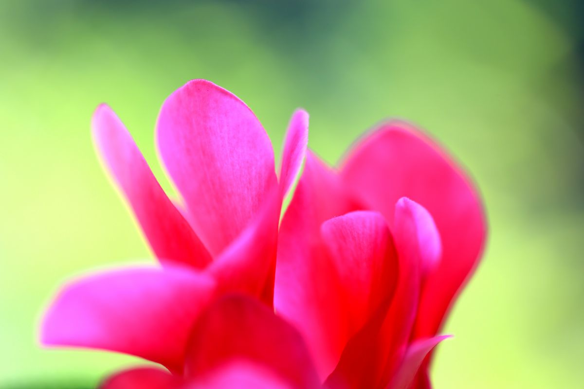 ピンクの輝き | GANREF