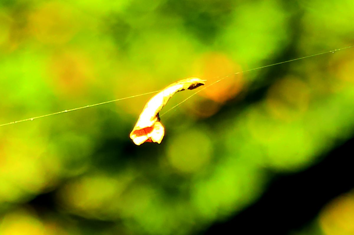 宙ぶらりん | GANREF