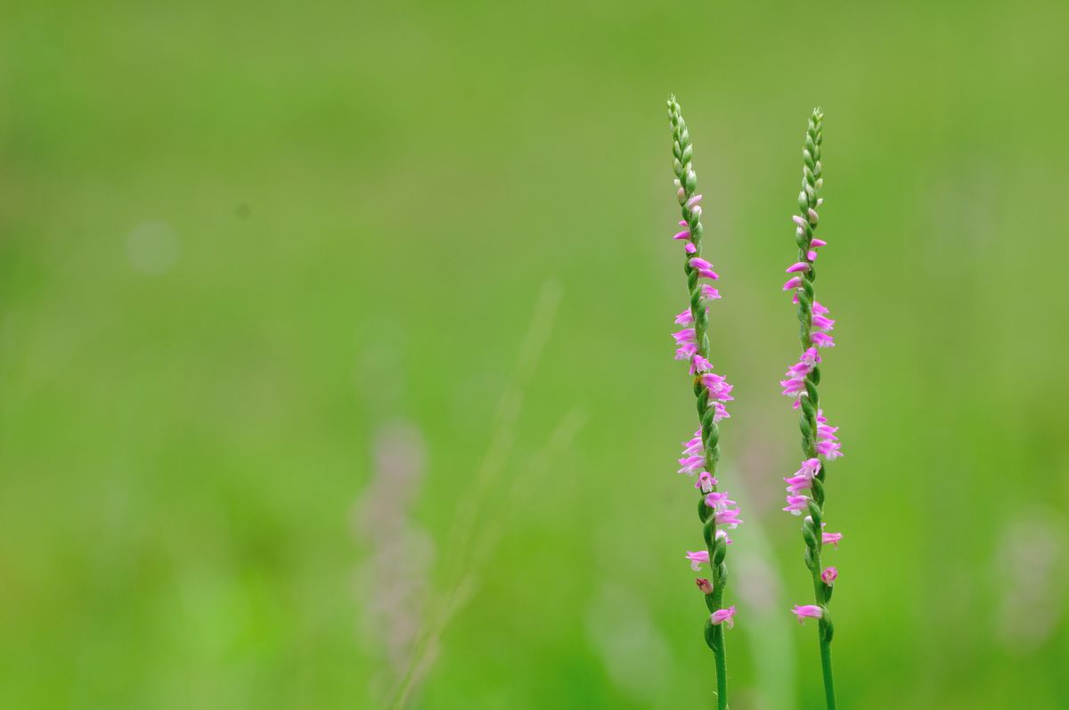 Twin Spirals | GANREF