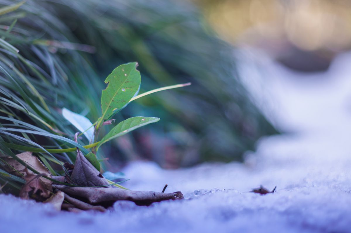 Blurred Background | GANREF