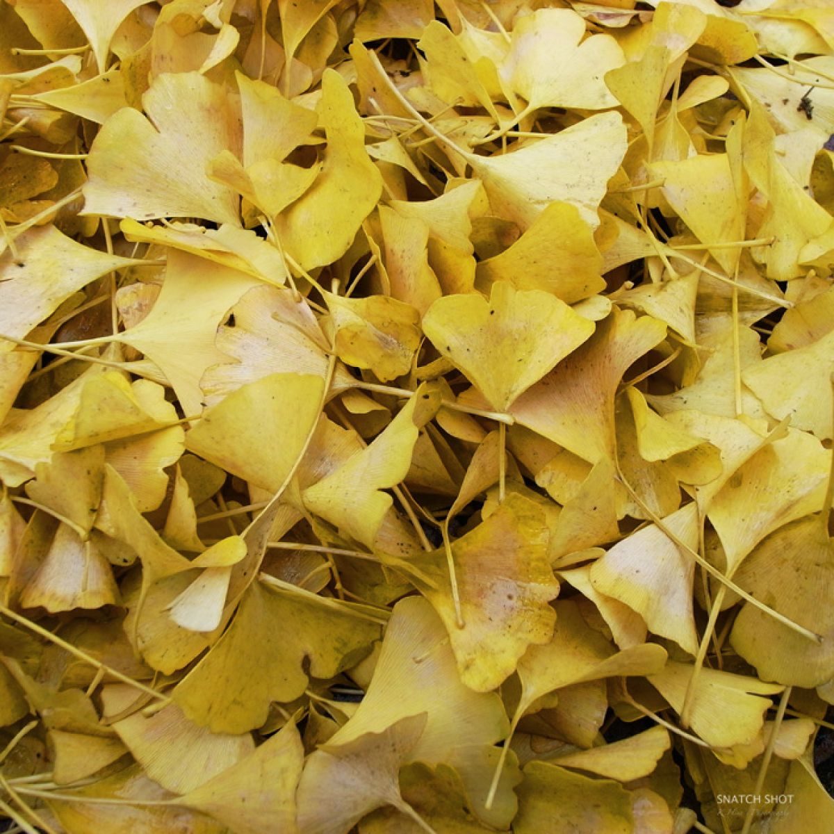 Fallen Leaves | GANREF