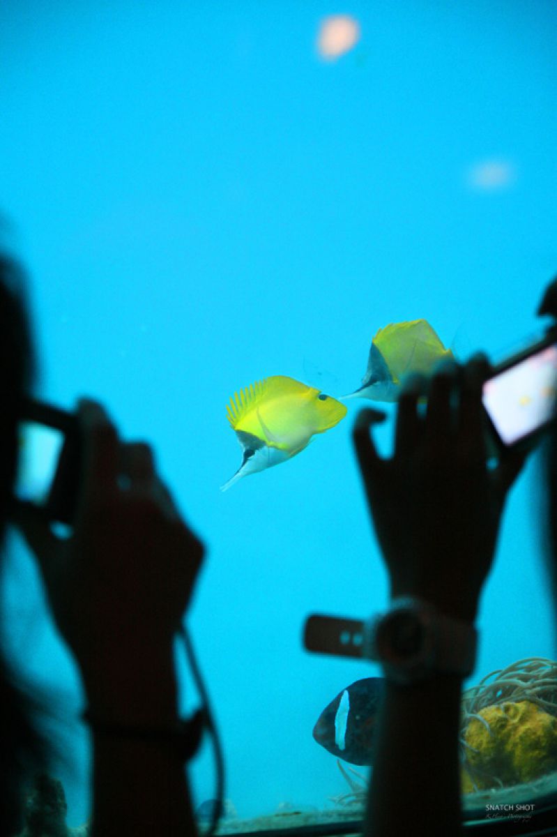 catch the fish | GANREF