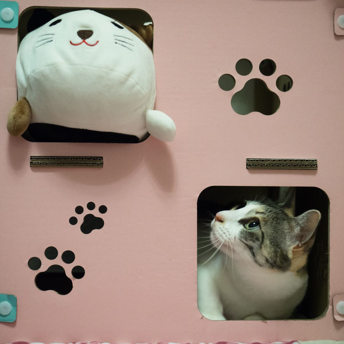 先住にゃん。ver2 | GANREF