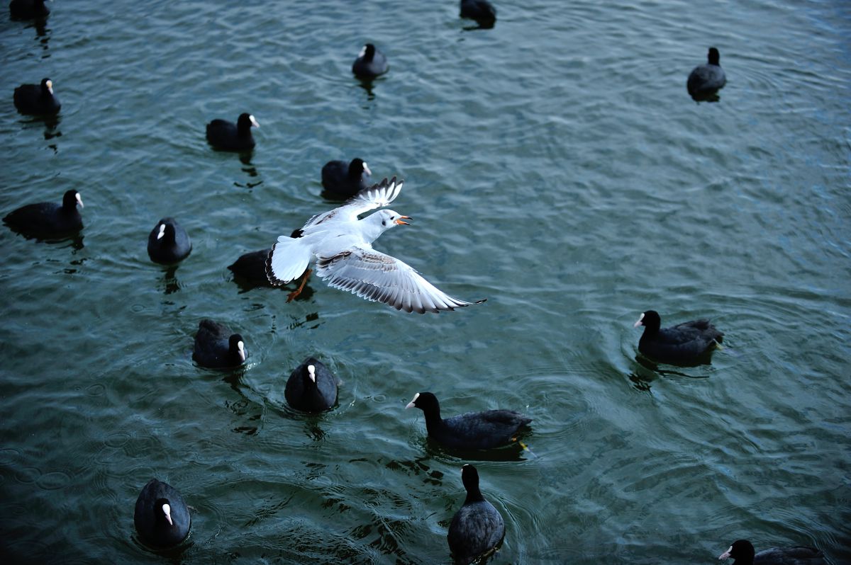 Lonely Crowd | GANREF