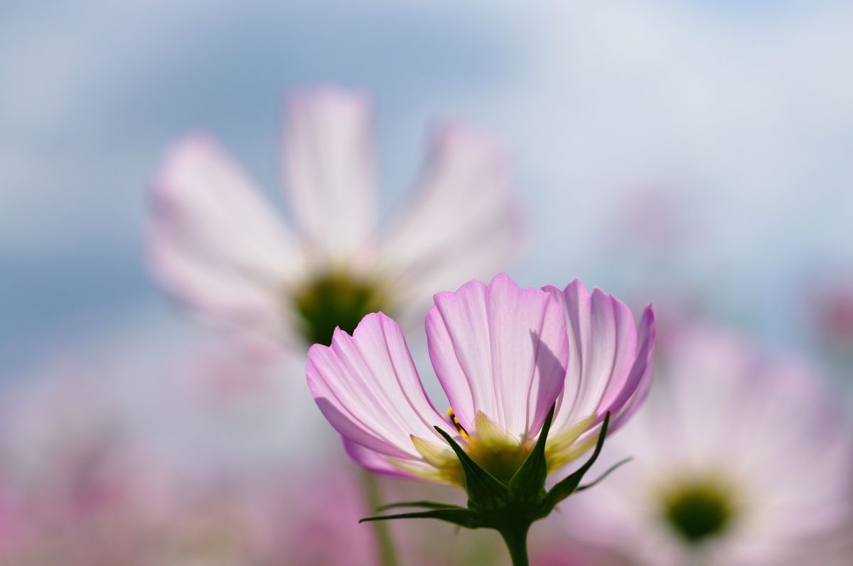 追い越せ | GANREF