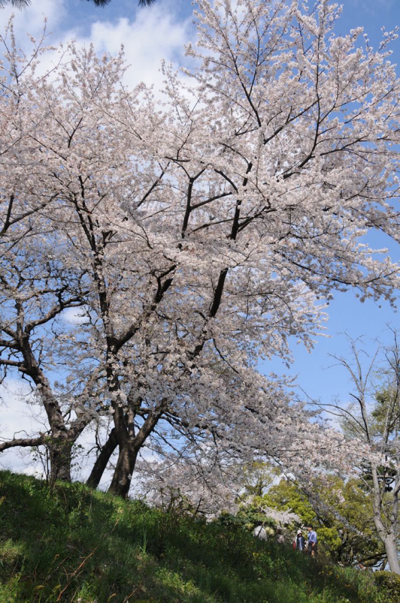 見上げれば | GANREF