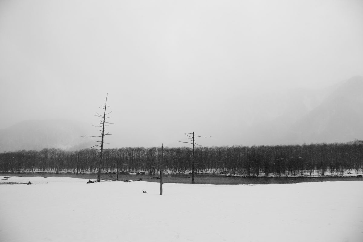 Winter trees | GANREF