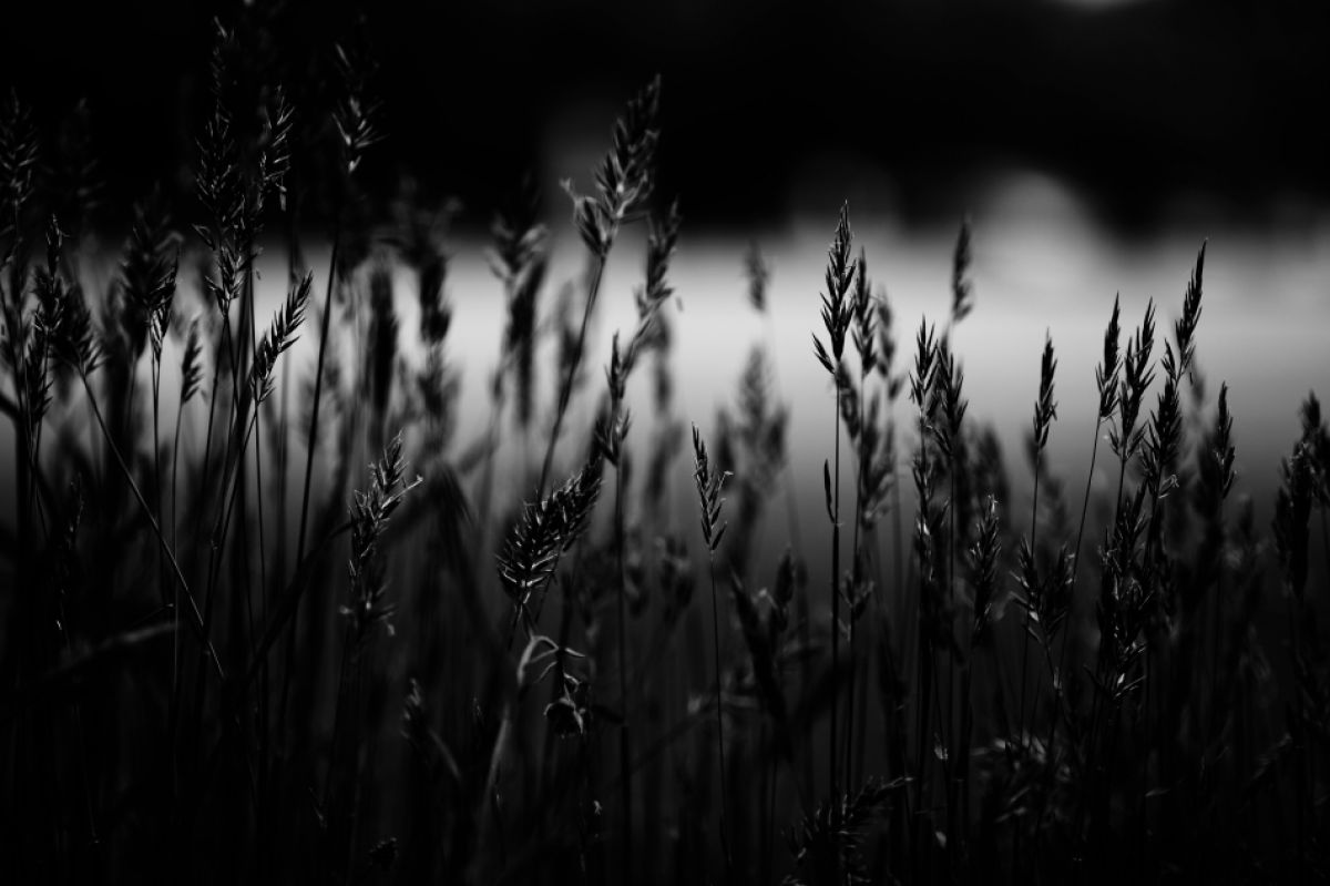 grass | GANREF