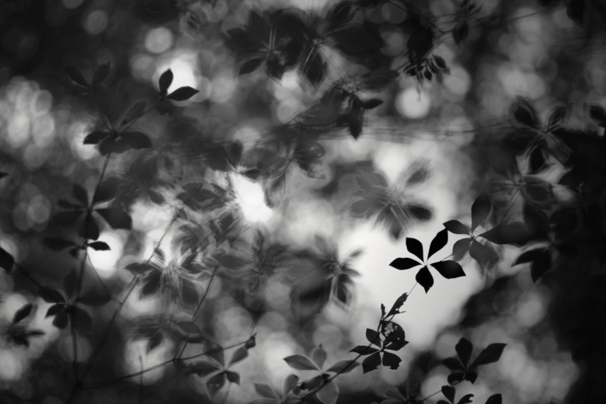 botanical monochrome | GANREF