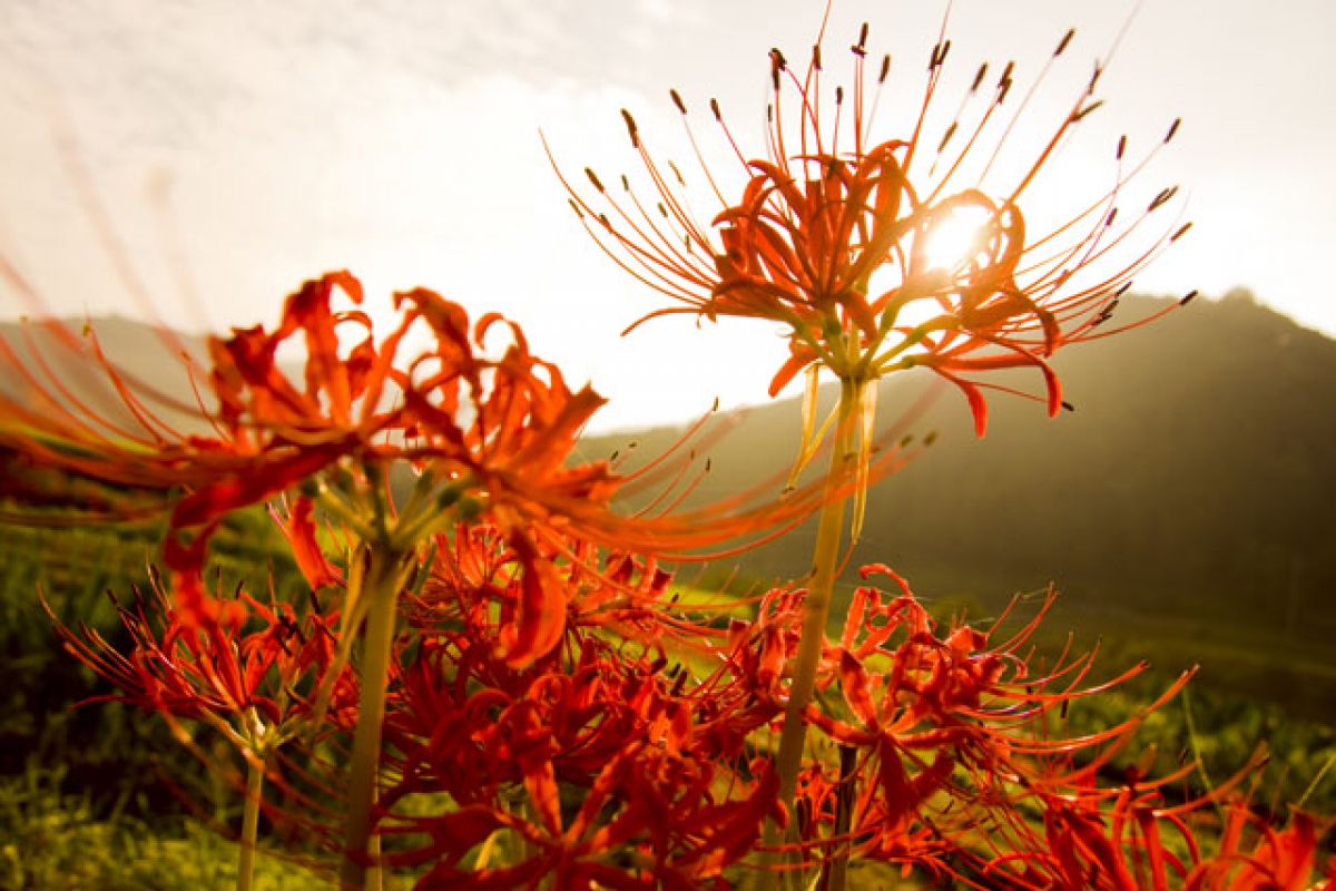 曼珠沙華 | GANREF