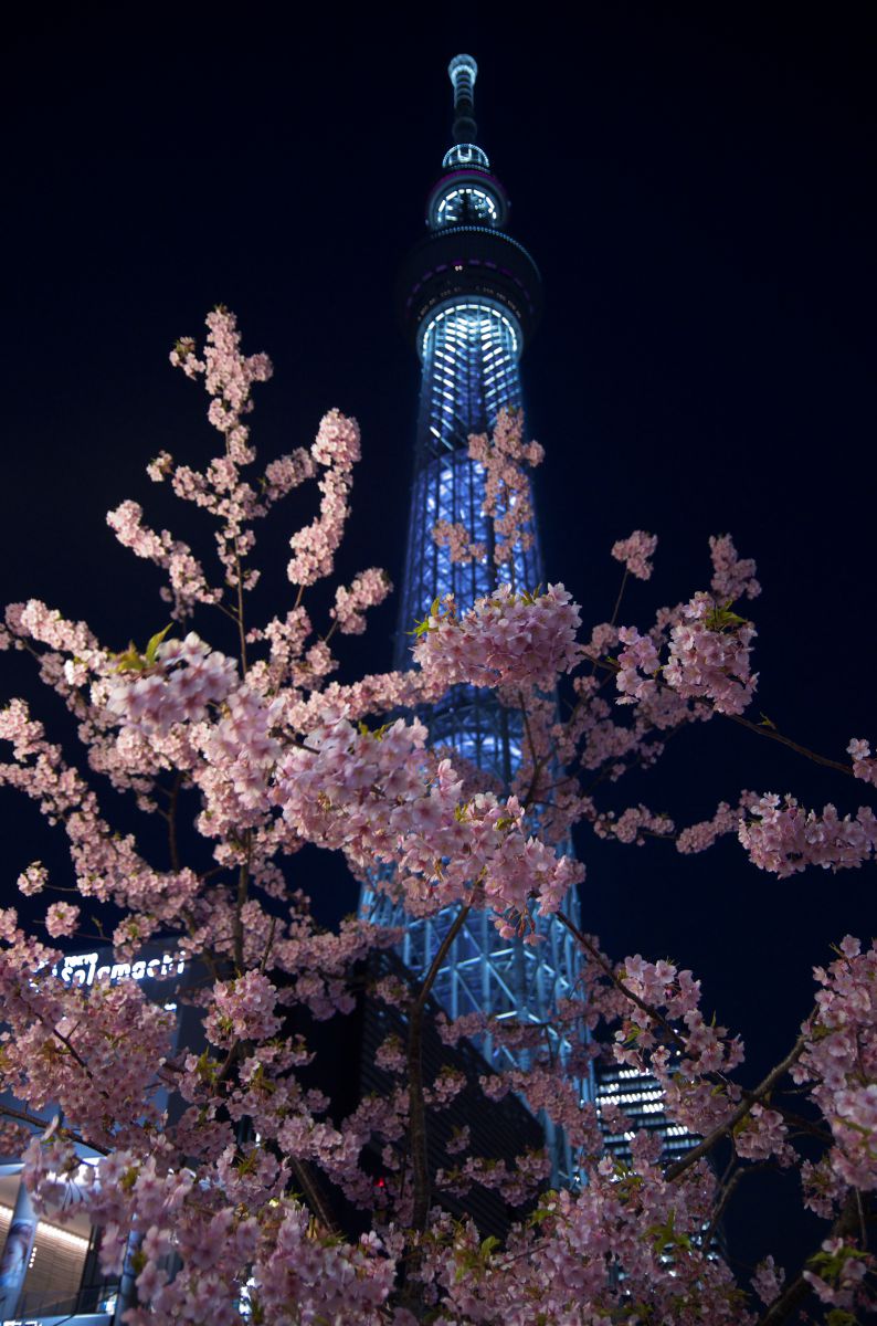 東京スカイチェリー | GANREF