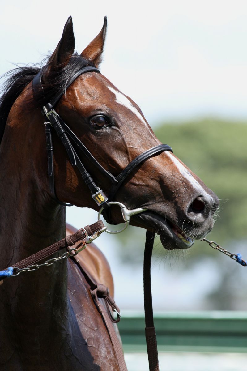 Good looking horse | GANREF