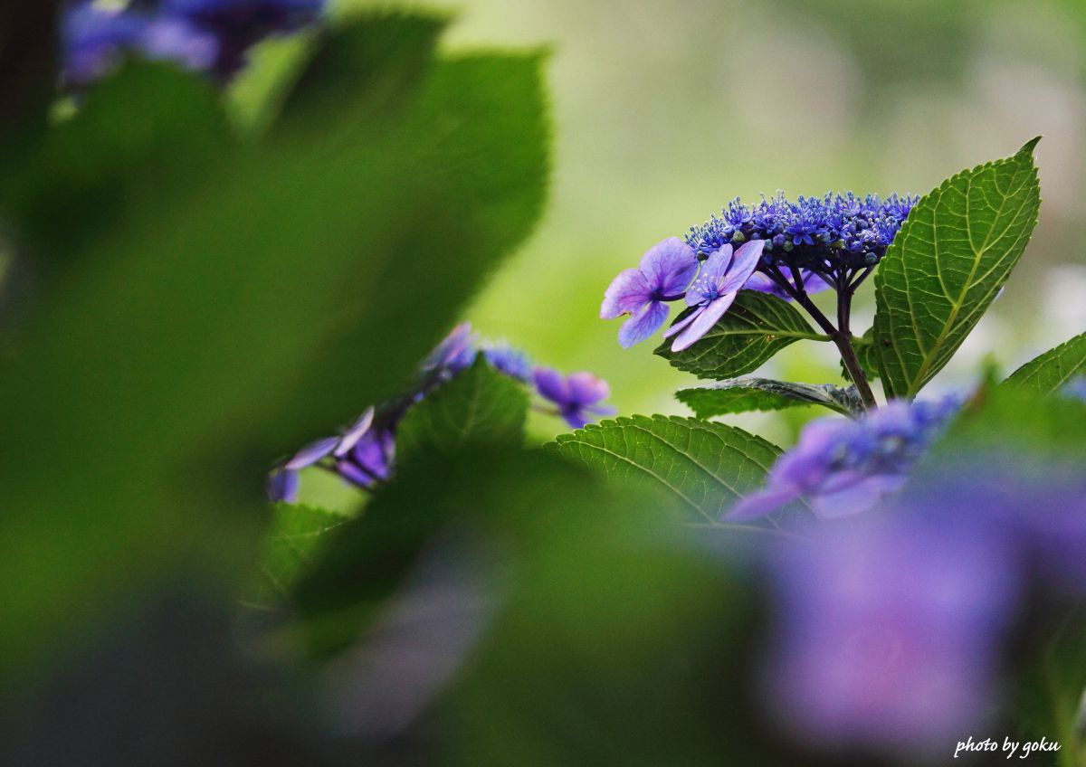 ガクアジサイ | GANREF