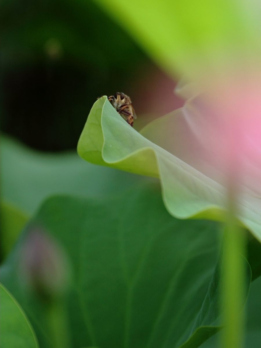 little hunter (ハンター) | GANREF