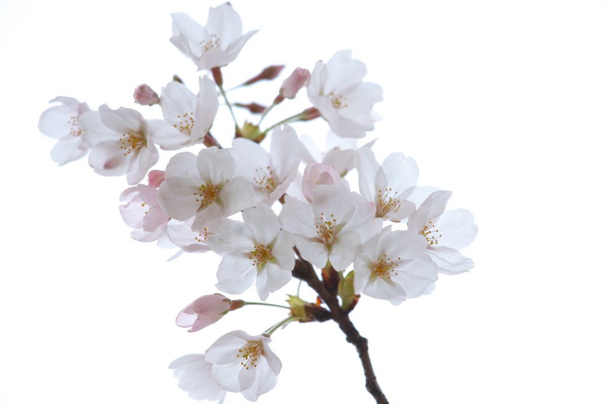 さくら 10’3／28 | GANREF