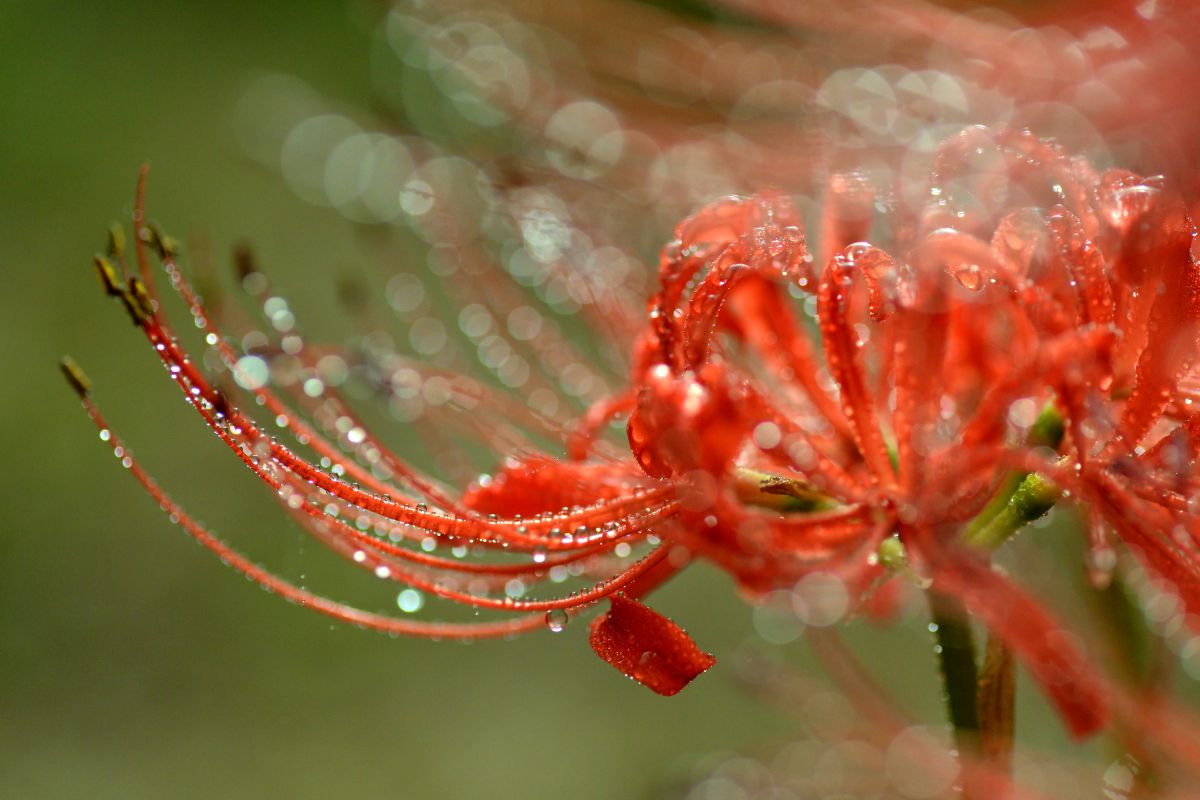 BUBBLE FLOWER | GANREF