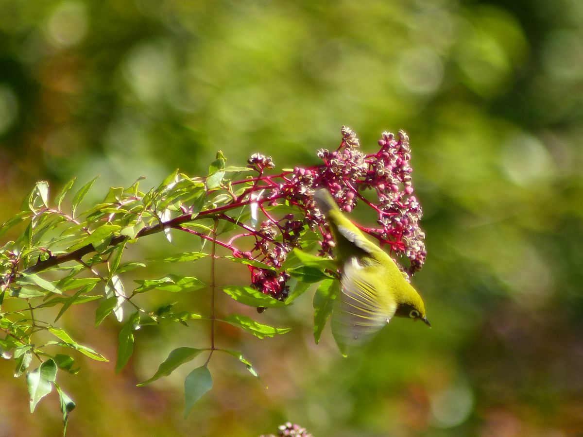 Green!Green! | GANREF