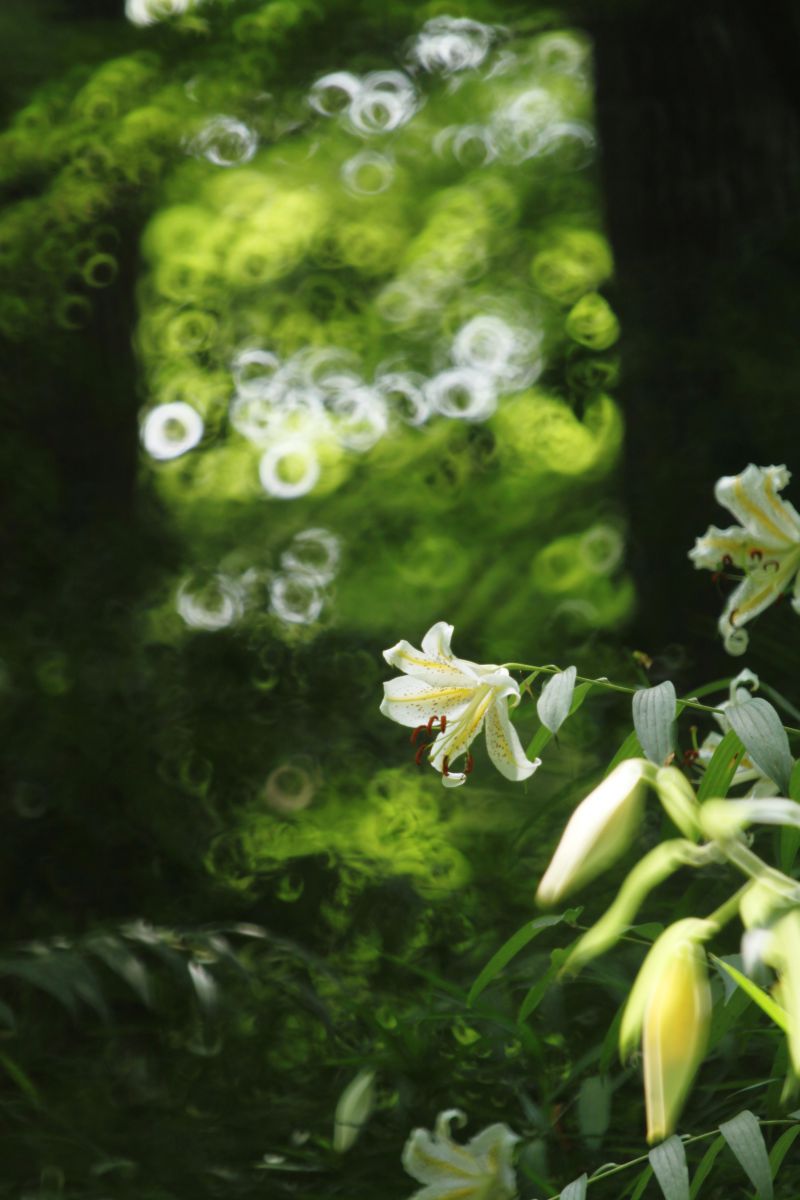 山百合の香り | GANREF