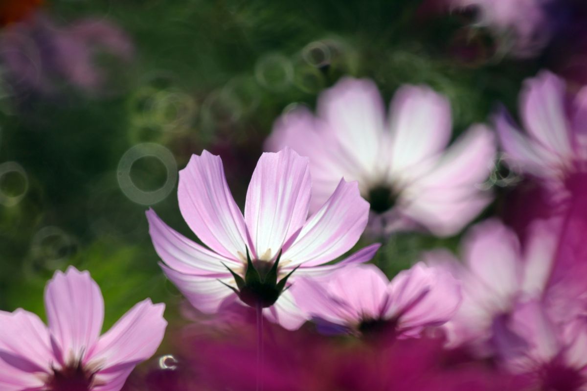 コスモスのおしゃべり | GANREF