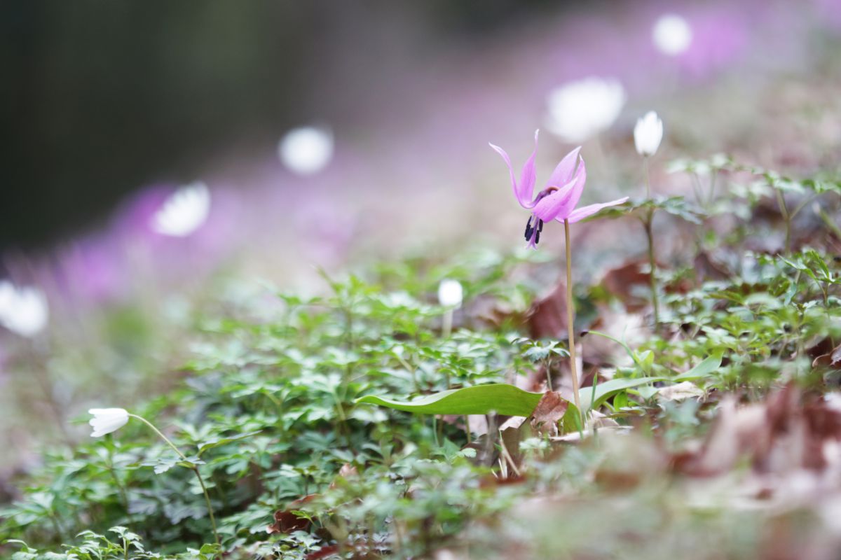 地面から、こんにちは♪ | GANREF