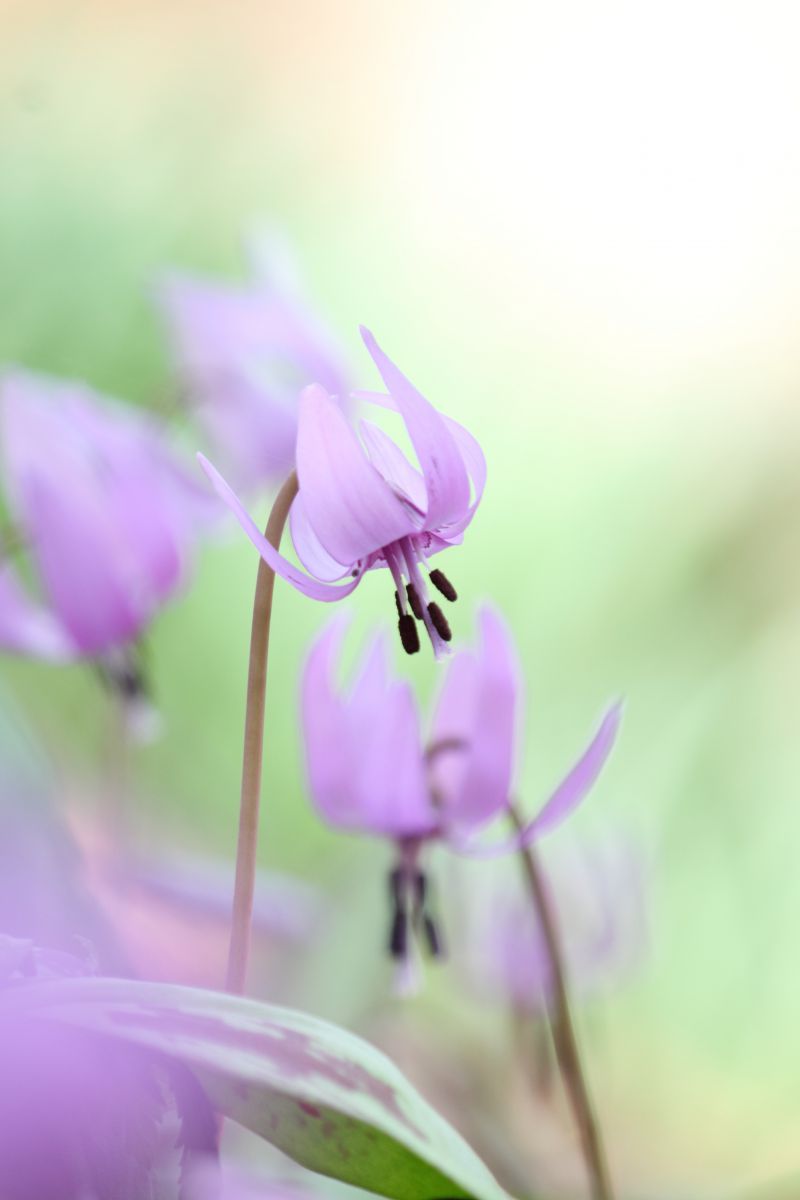 夢から覚めた | GANREF