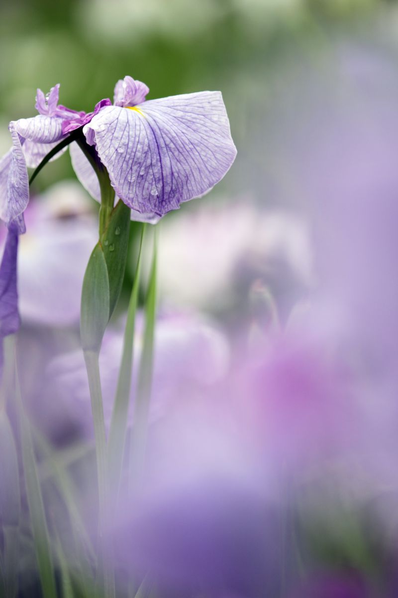 濡れあやめ | GANREF