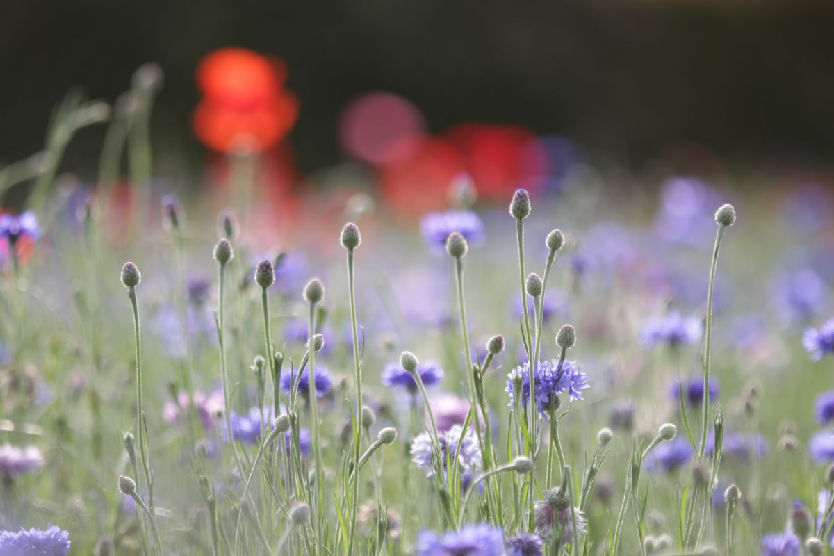 ヤグルマソウ | GANREF