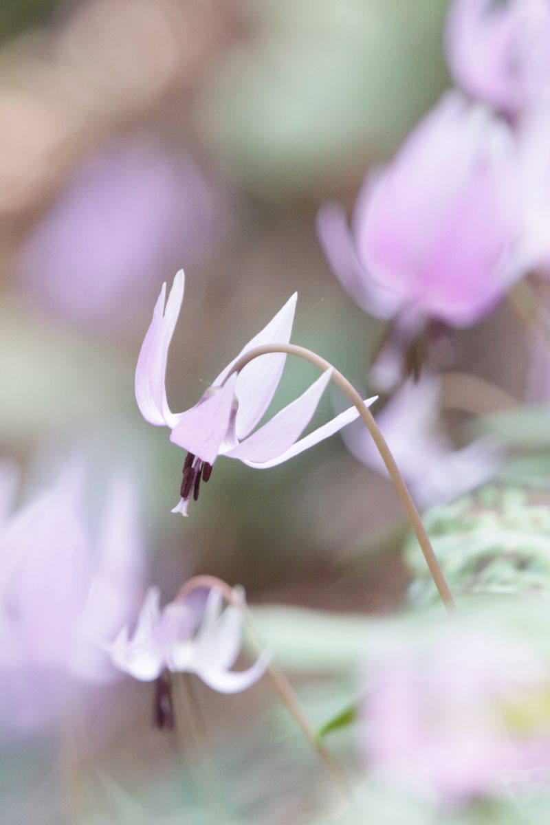 妖精の羽 | GANREF