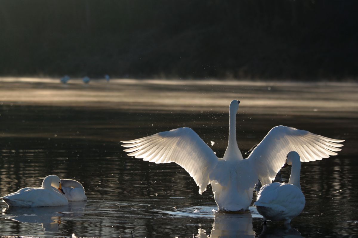 陽を浴びて | GANREF