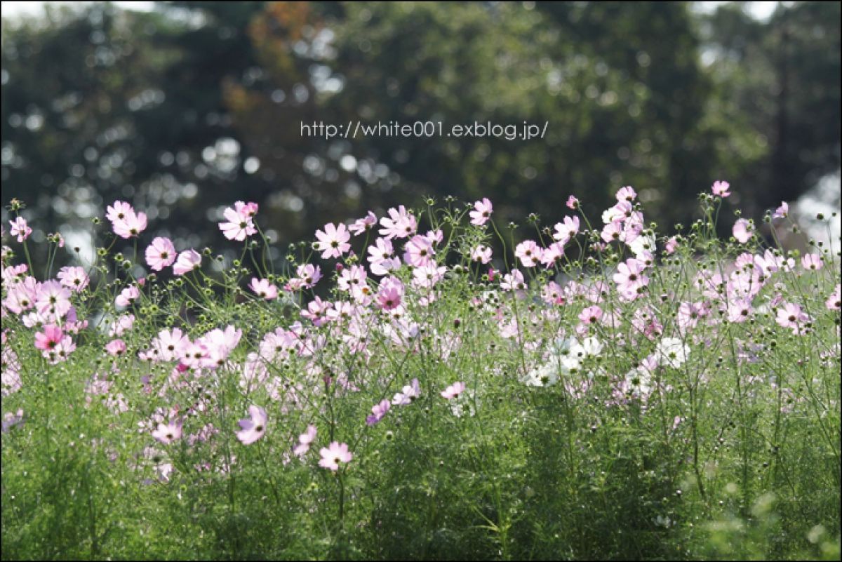 風に揺れ | GANREF