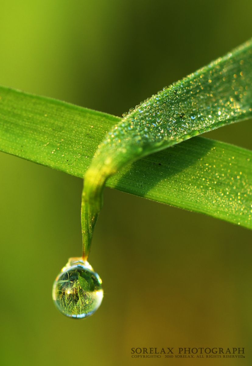 Morning dew | GANREF