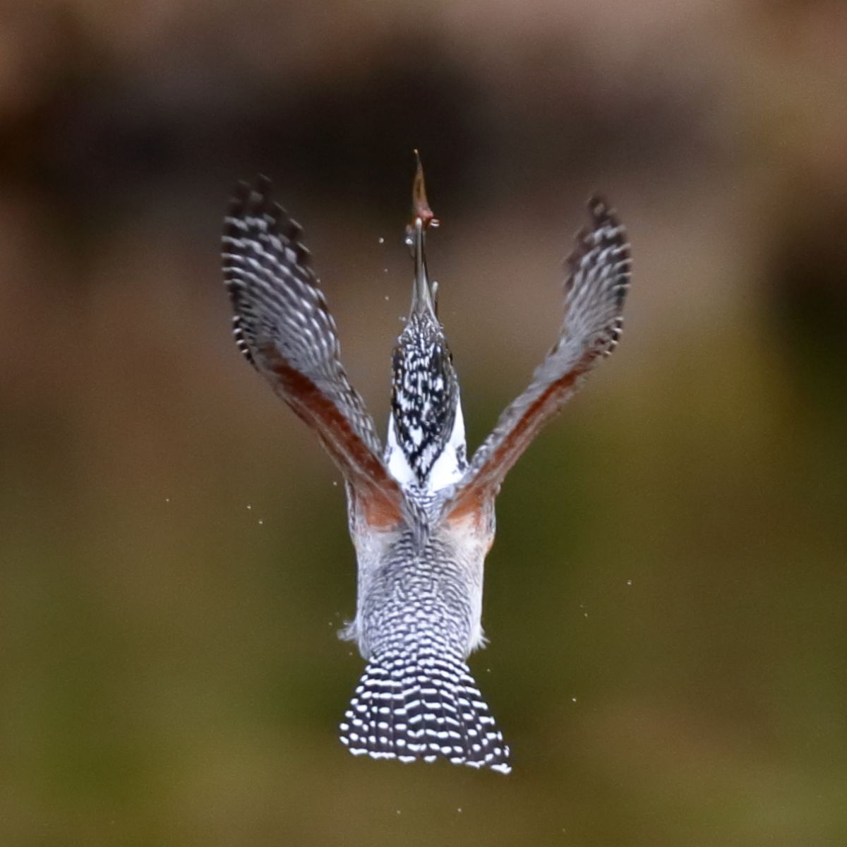 Flying Catch | GANREF