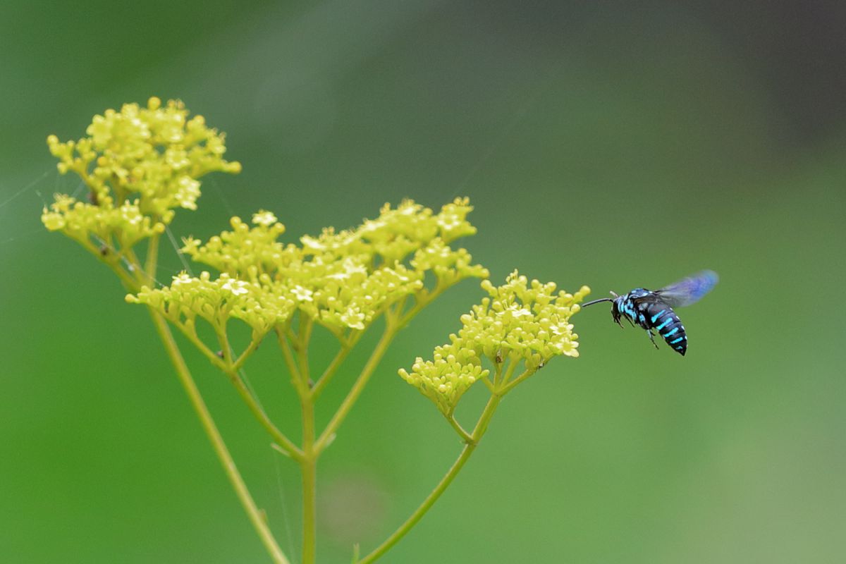Flying Blue Bee | GANREF