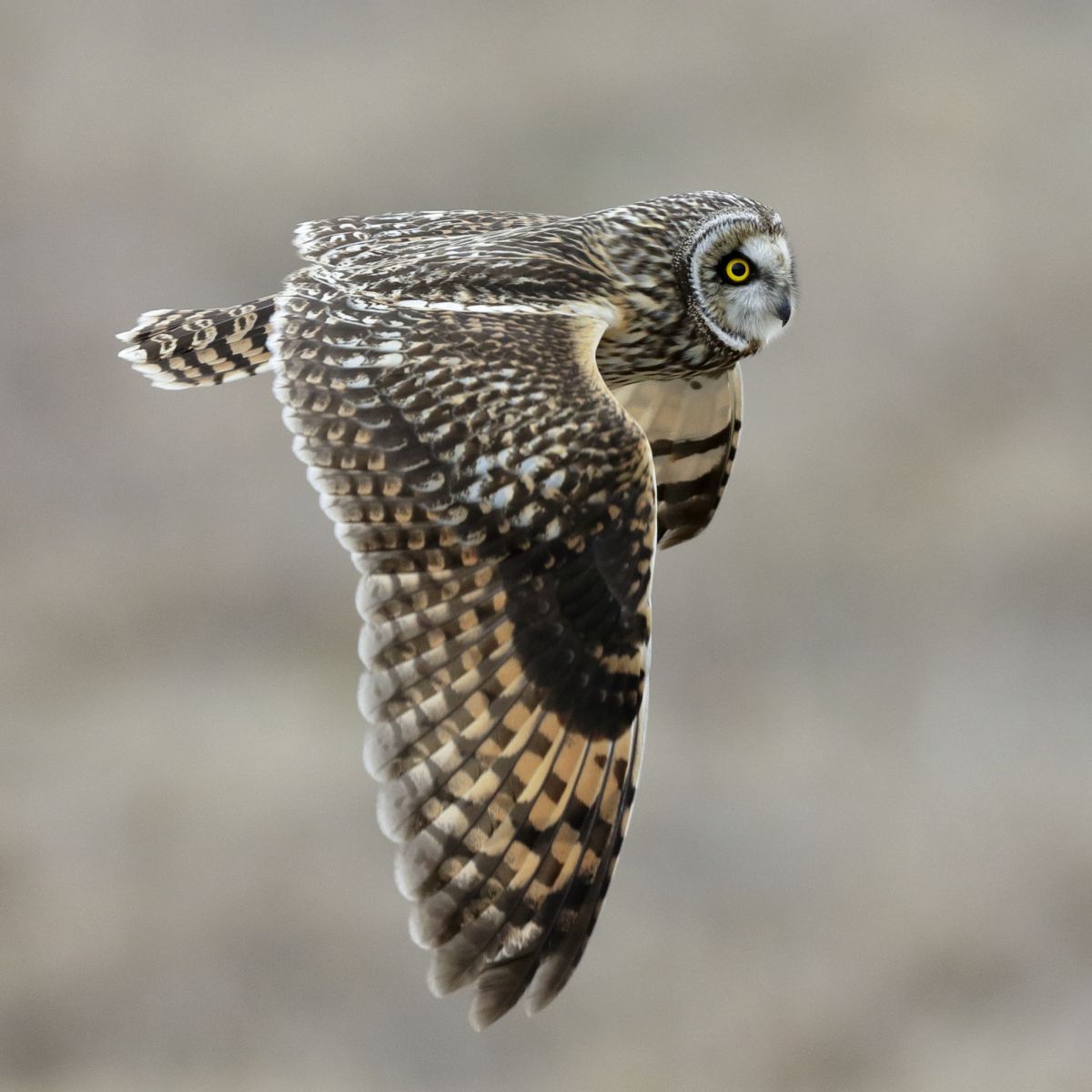 Midnight Hunter | GANREF