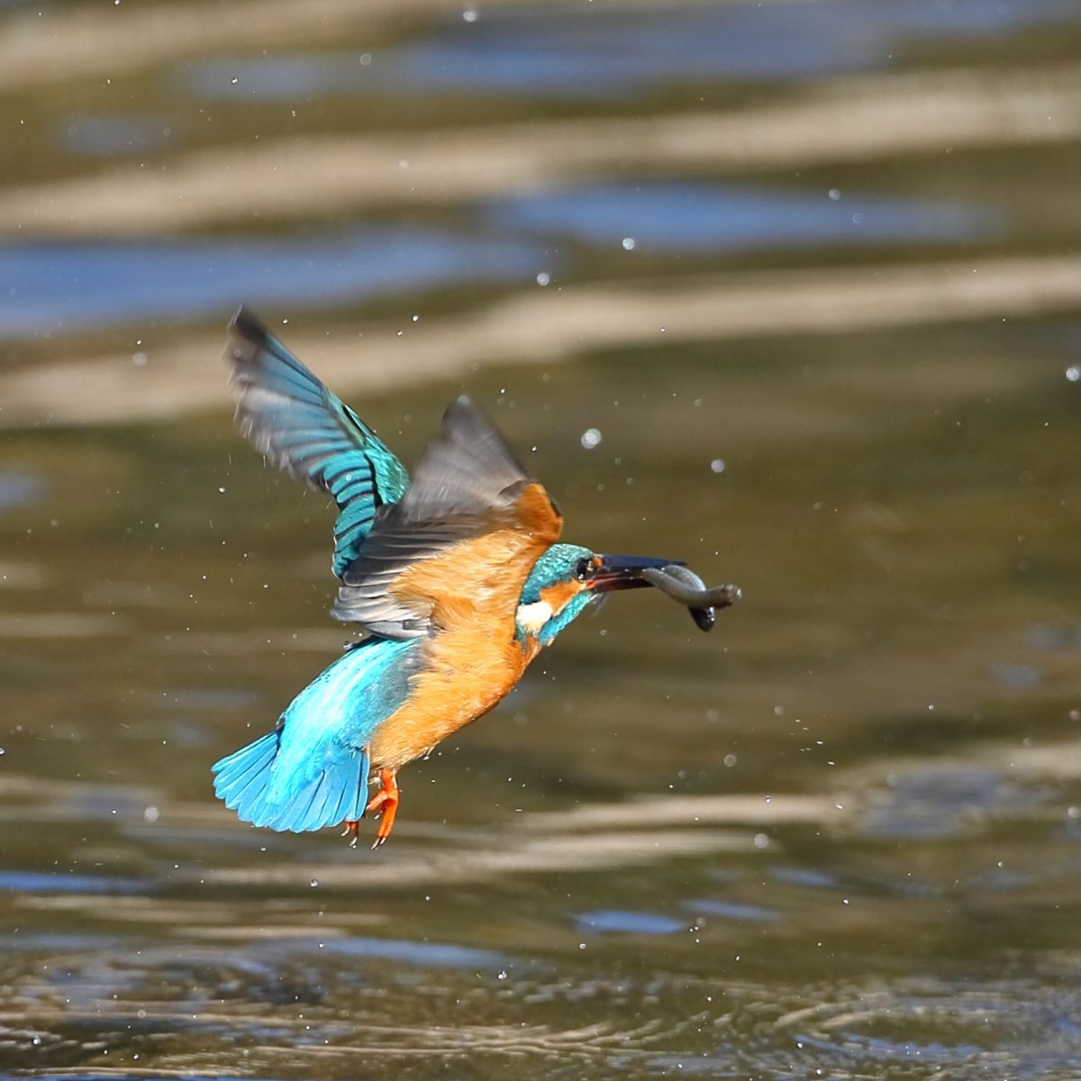 Double Fish | GANREF