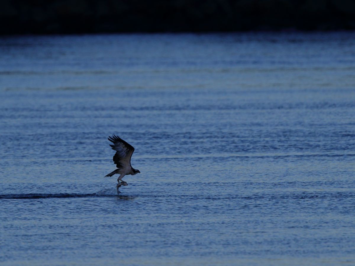 Before dawn of osprey | GANREF