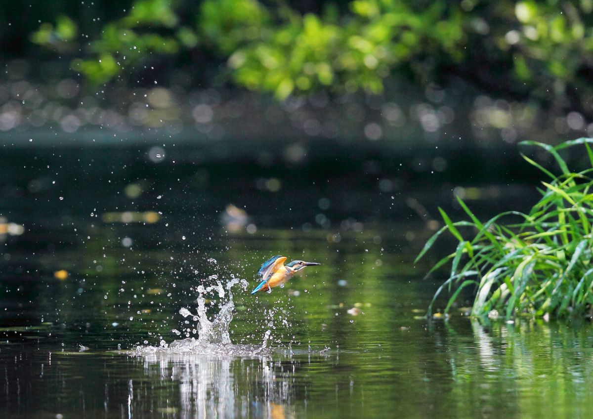 Splash 1145 | GANREF