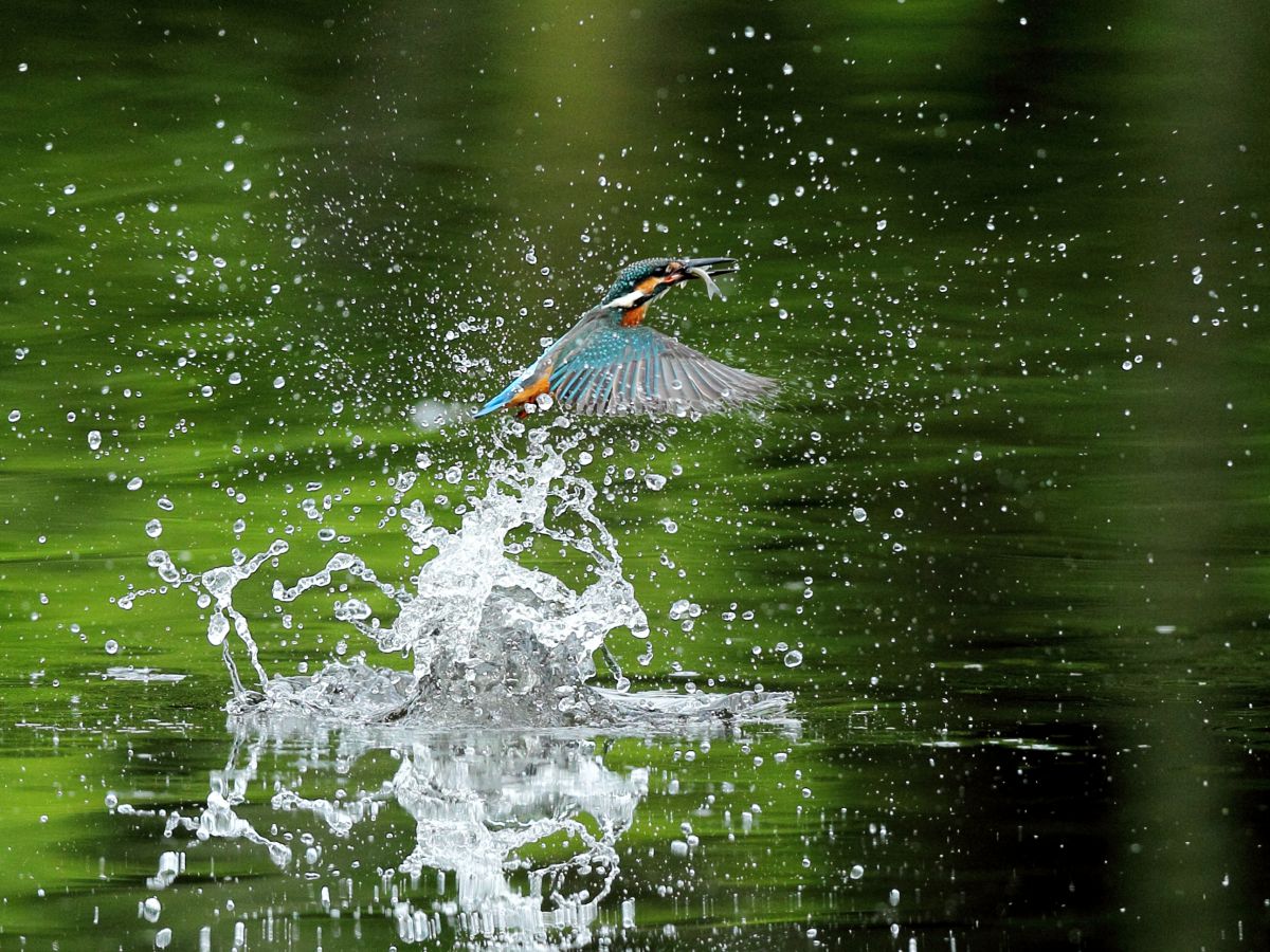 Splash 1350 | GANREF