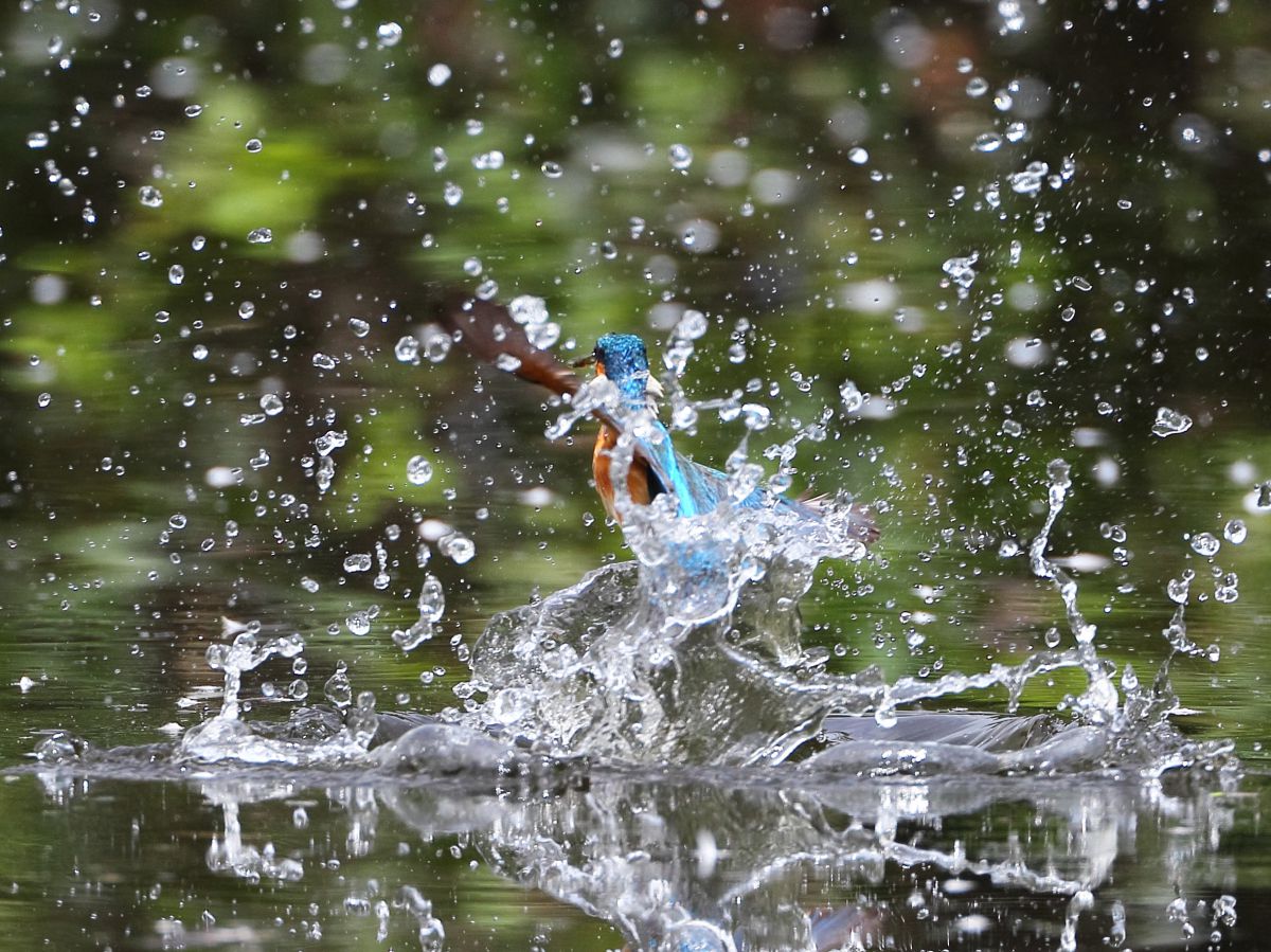 Kingfisher Splash | GANREF