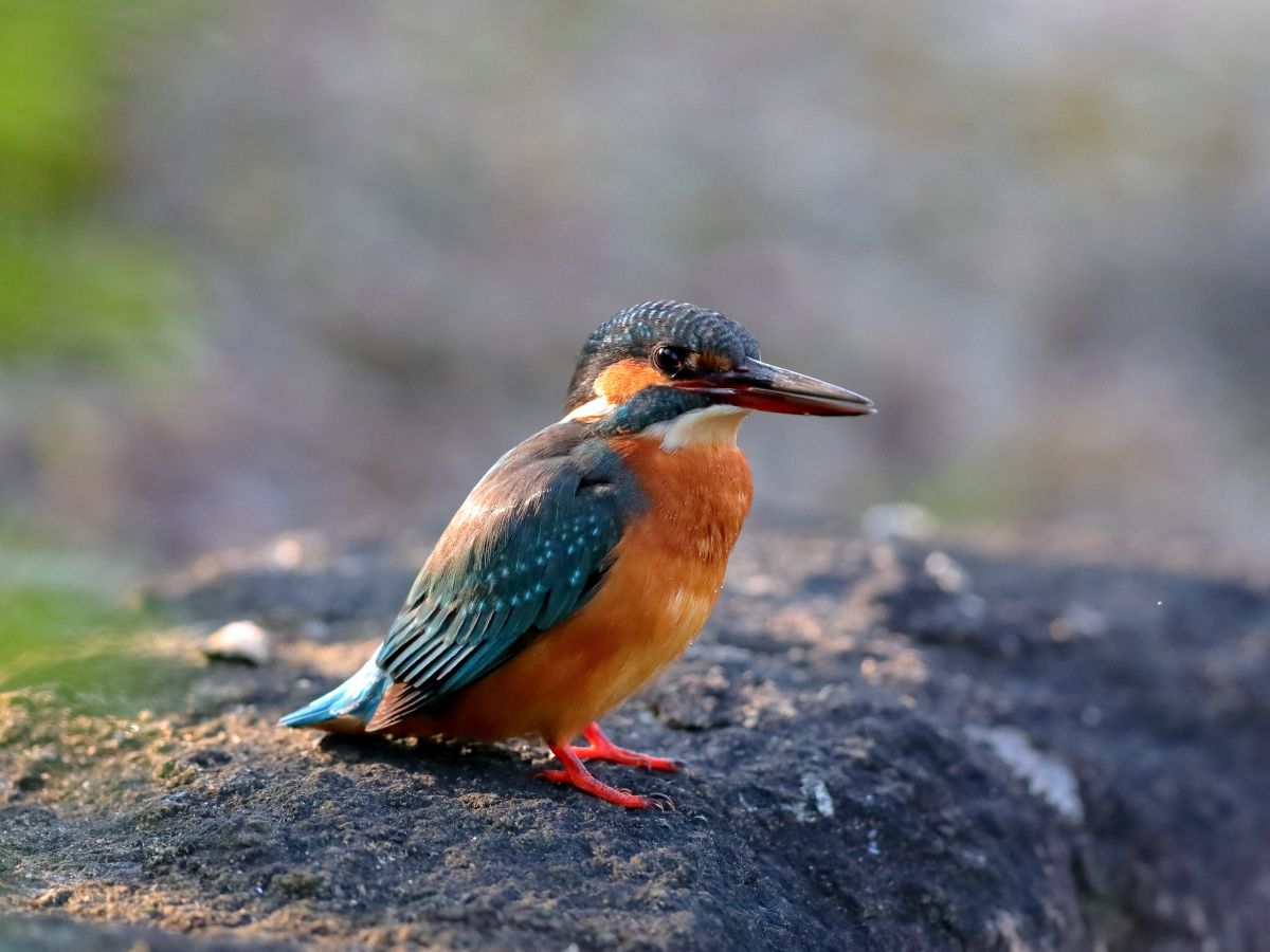 Kingfisher834 | GANREF