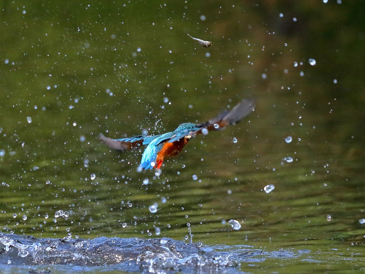 Flying Fish | GANREF