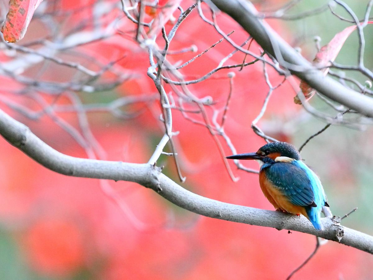 かわせみ613 | GANREF