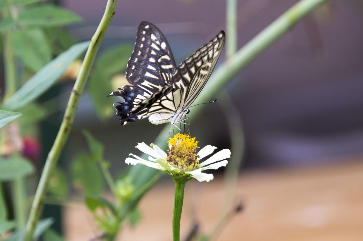 Swallowtail butterfly | GANREF