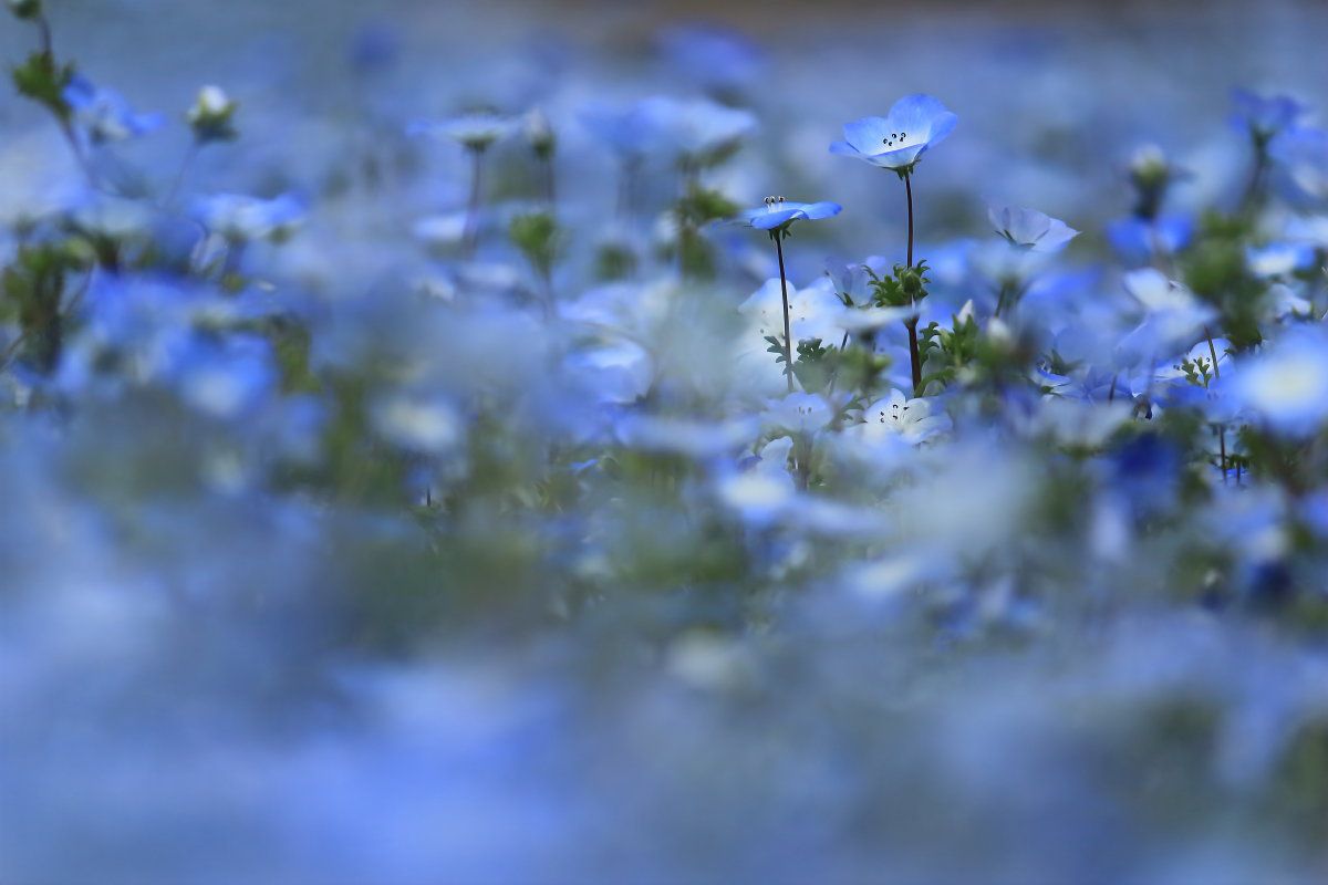 涼風にゆられて | GANREF