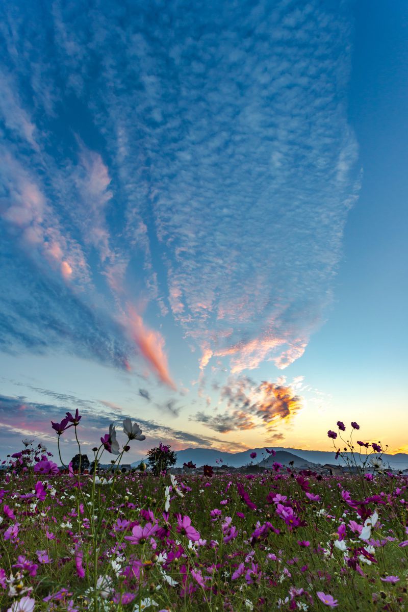 旻天の下に 2 | GANREF