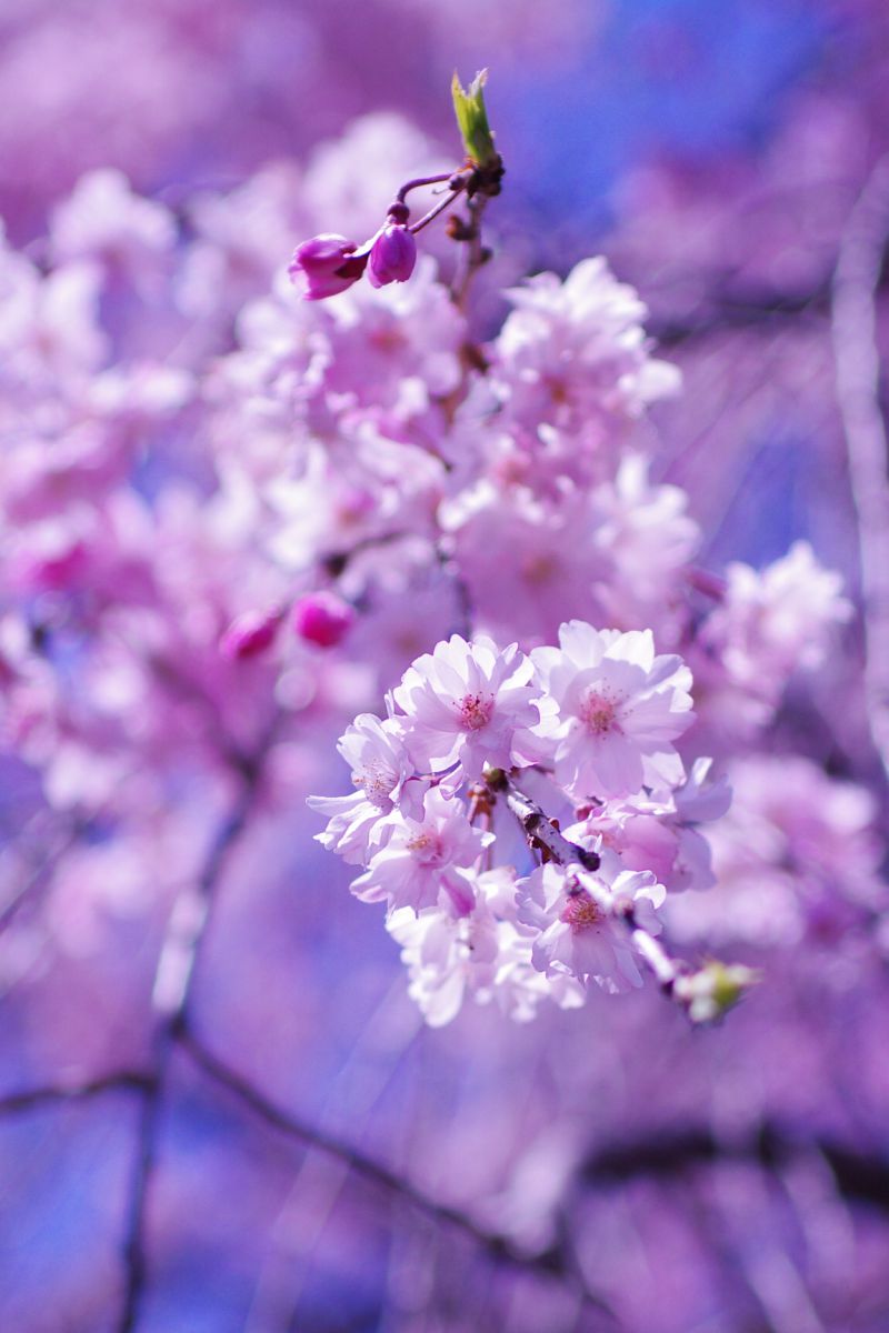 sakura 2011 part3 | GANREF