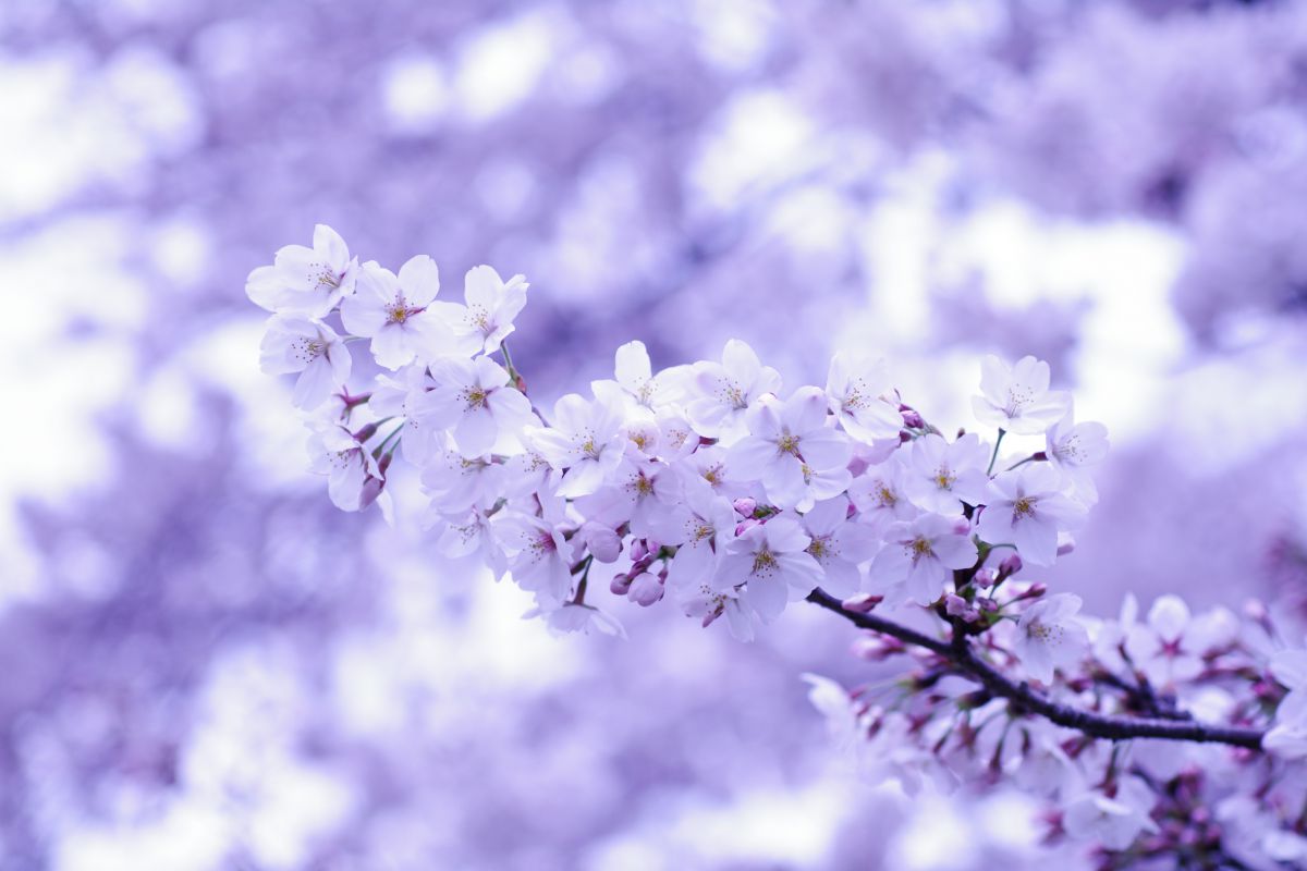 sakura 2011 part1 | GANREF