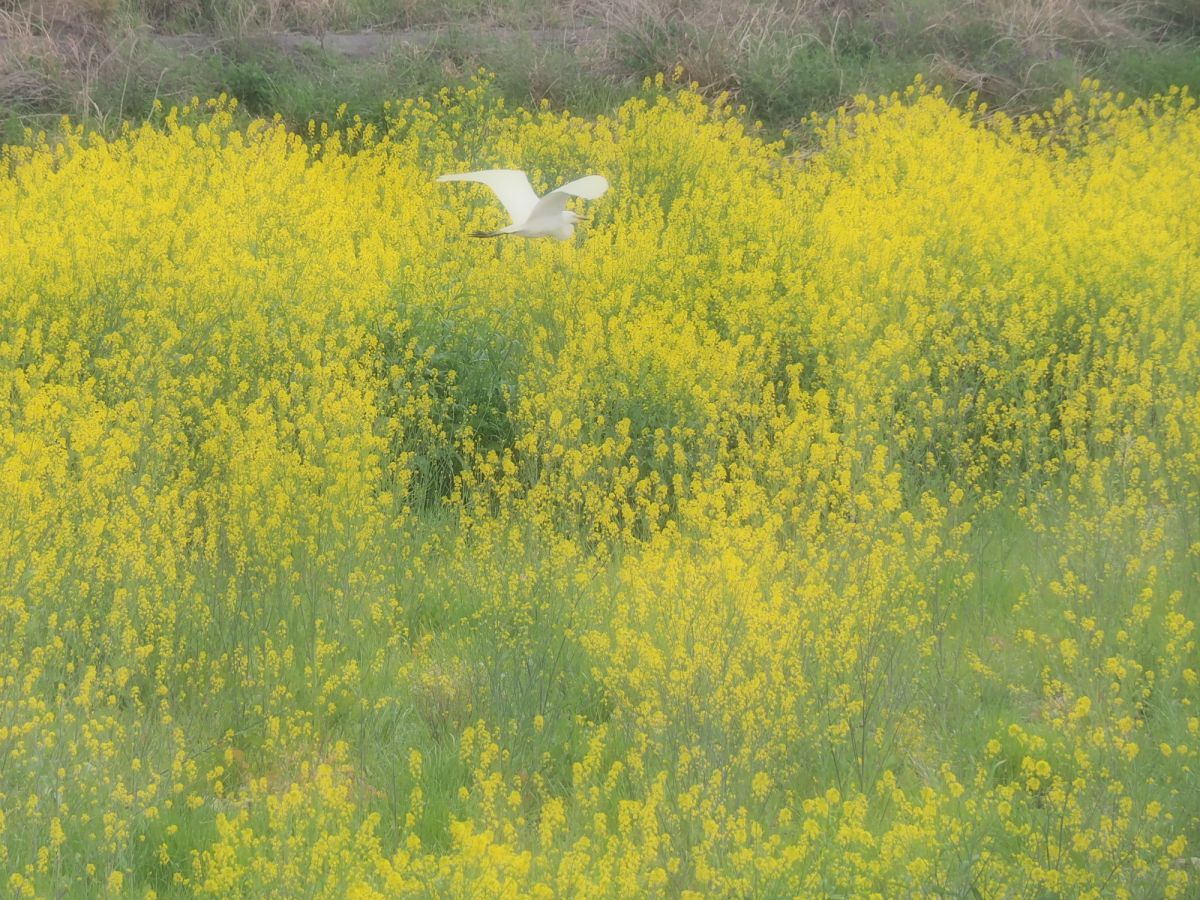 Spring dream 1 | GANREF